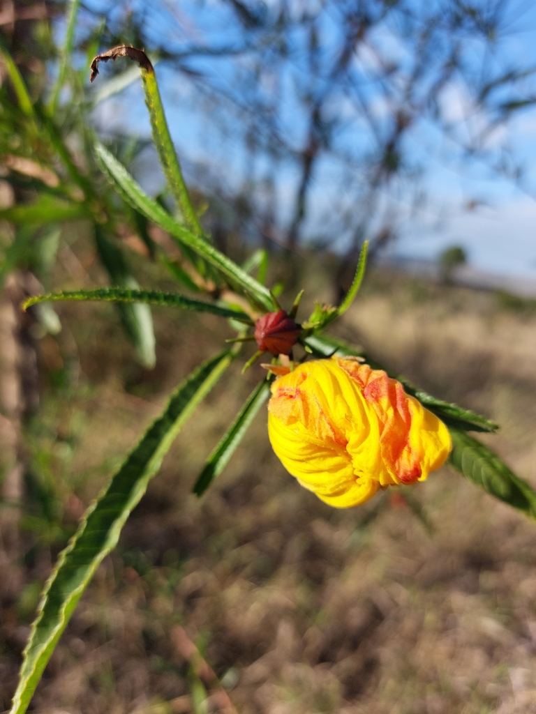 Mallow and Hibiscus Family from Mount Murchison QLD 4715, Australia on ...