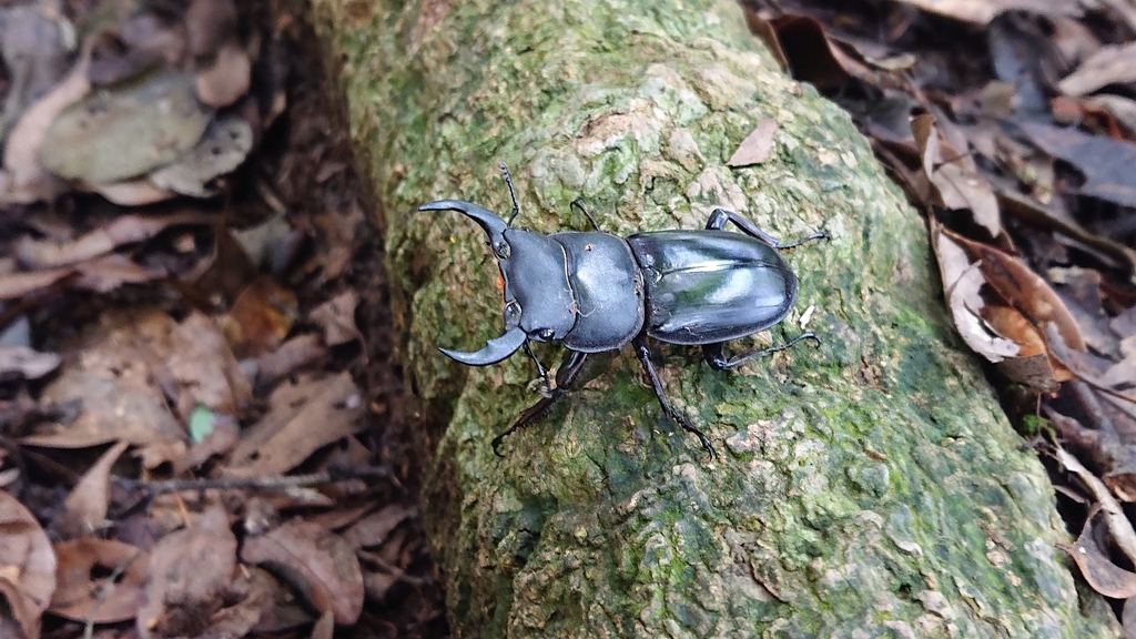 Dorcus schenklingi in July 2023 by hsehse gg · iNaturalist