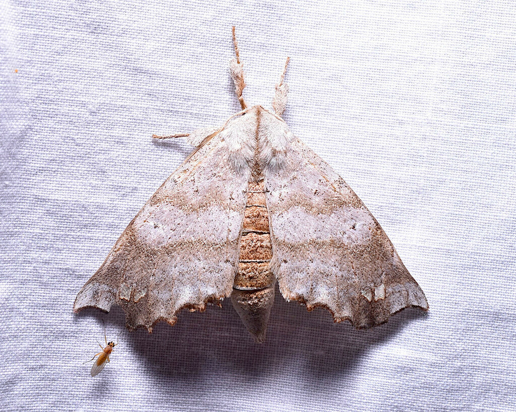 Angel Moth from Cheat Lake, WV 26508, USA on July 21, 2023 at 09:27 PM ...