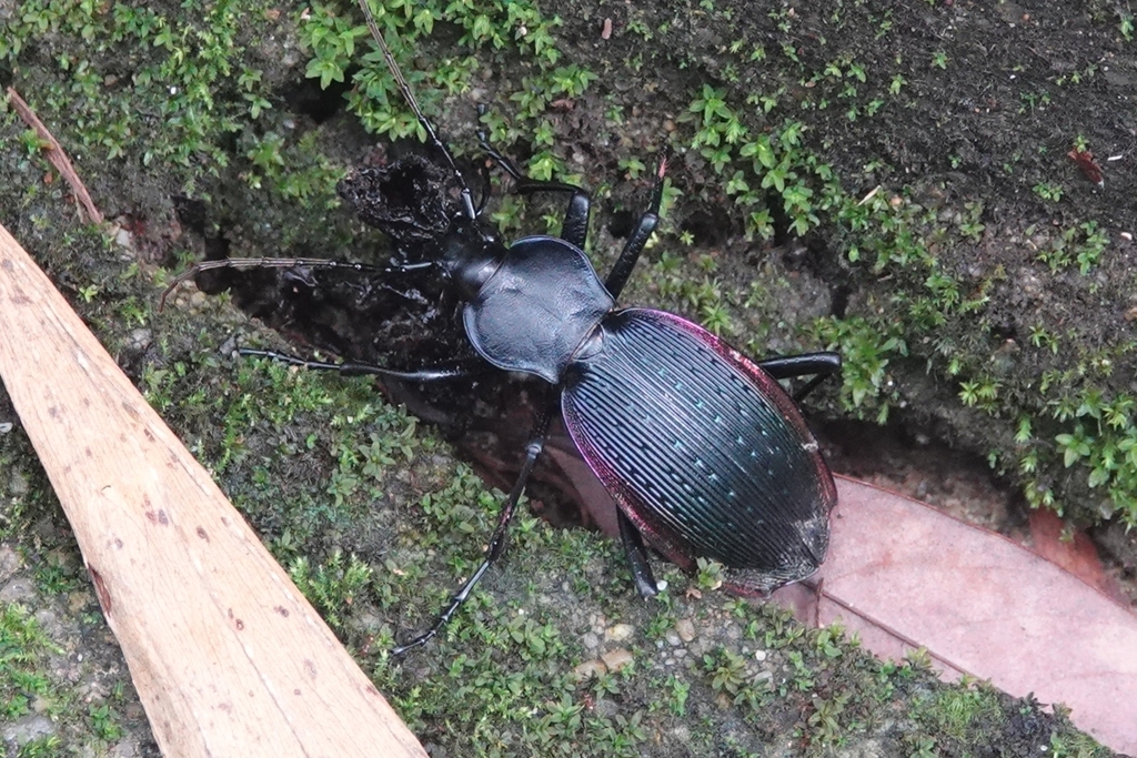 Carabus prodigus from 帽峰山森林公园 on July 22, 2023 at 01:11 PM by Ray ...