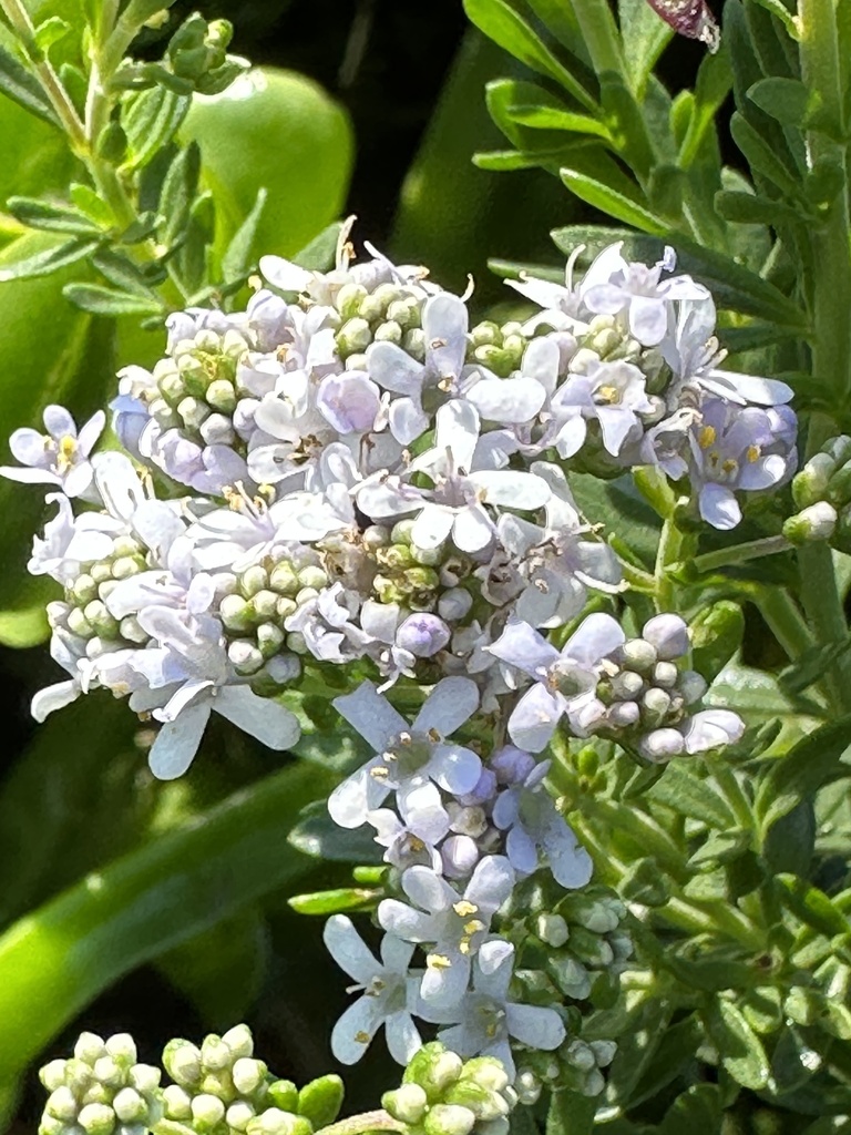 Bitterbushes from Knysna Rural, WC, ZA on July 21, 2023 at 11:56 AM by ...