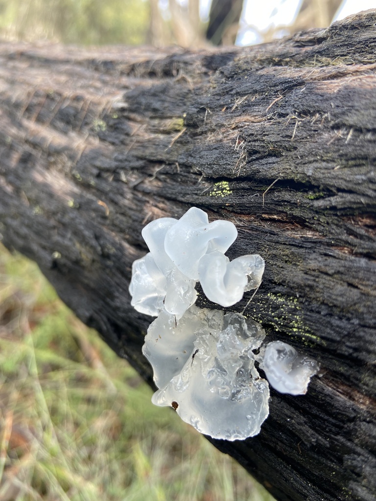 snow fungus from Great Otway National Park, Carlisle River, VIC, AU on ...