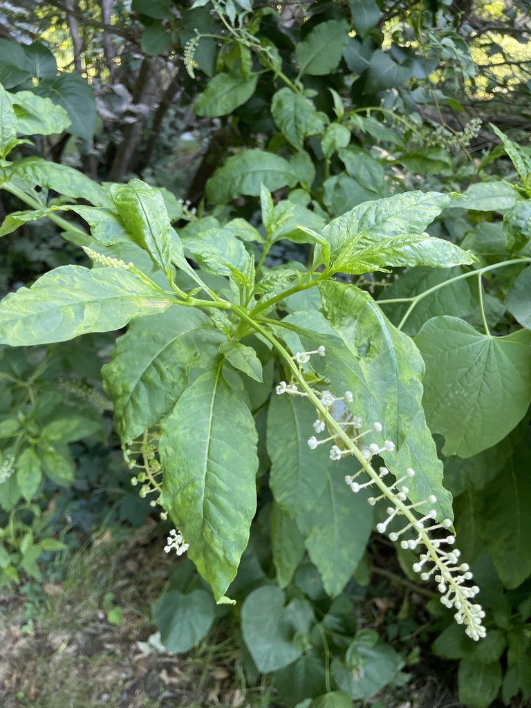 American pokeweed from Bell Rd, Lake Odessa, MI, US on July 22, 2023 at ...
