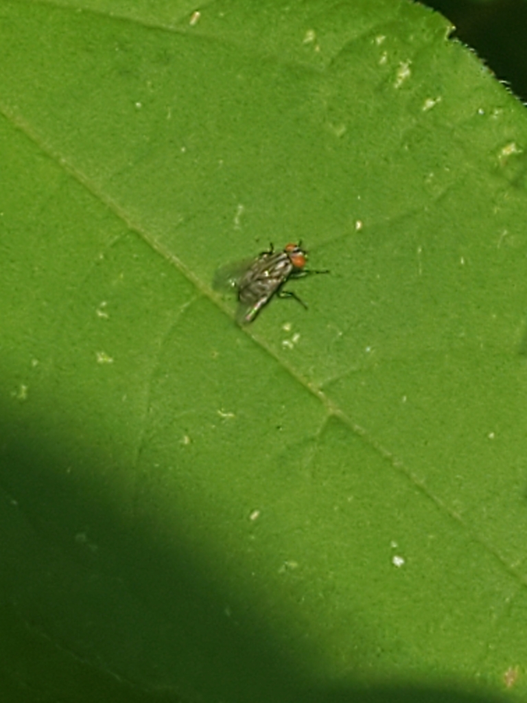 Calyptrate Flies from Edgewater, MD, USA on July 22, 2023 at 09:07 AM ...
