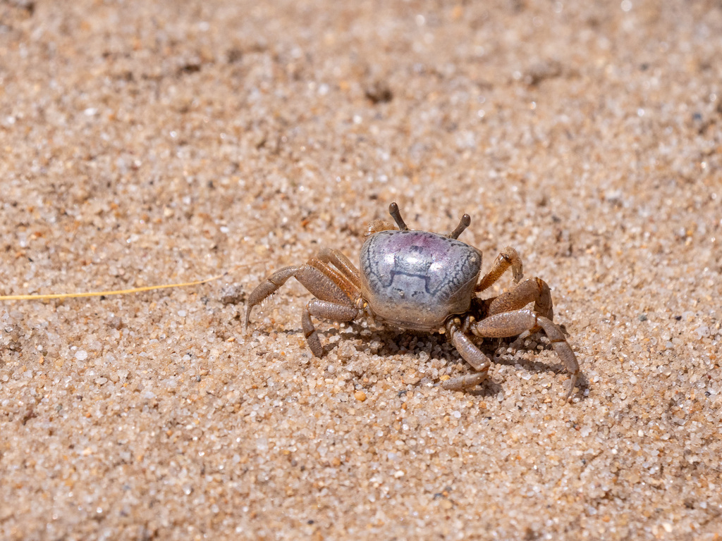 Atlantic Sand Fiddler Crab from Provincetown, MA, USA on July 11, 2023 ...