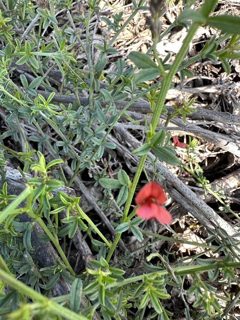 Squashed Indigo from Knysna Rural, WC, ZA on July 21, 2023 at 10:49 AM ...