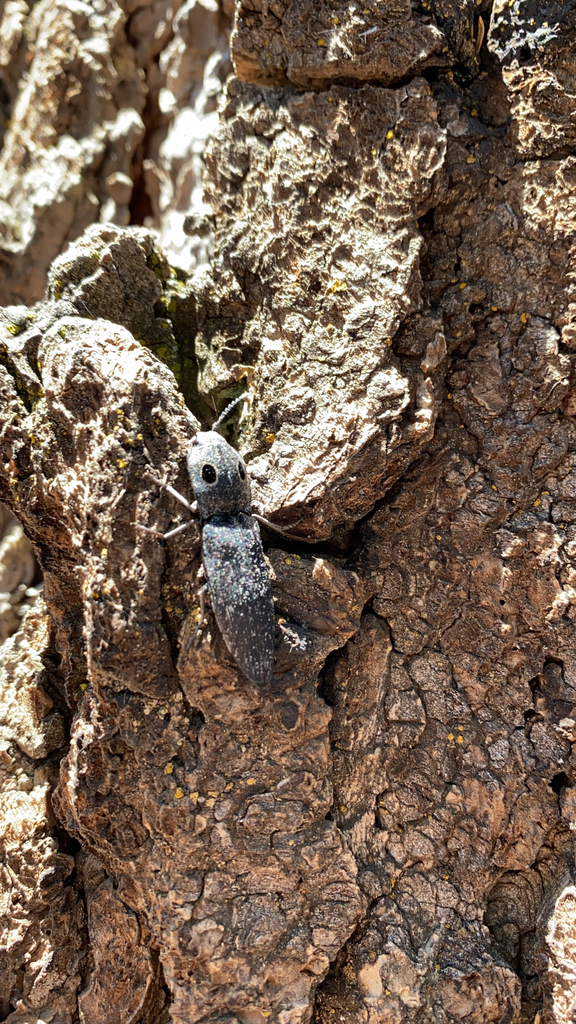Small-eyed Click Beetle from Kings Canyon/sequoia, Sequoia National ...
