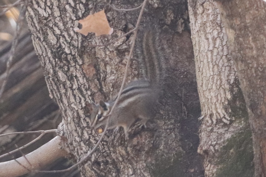 Gray-footed Chipmunk from Guadalupe Mountains National Park, Van Horn ...