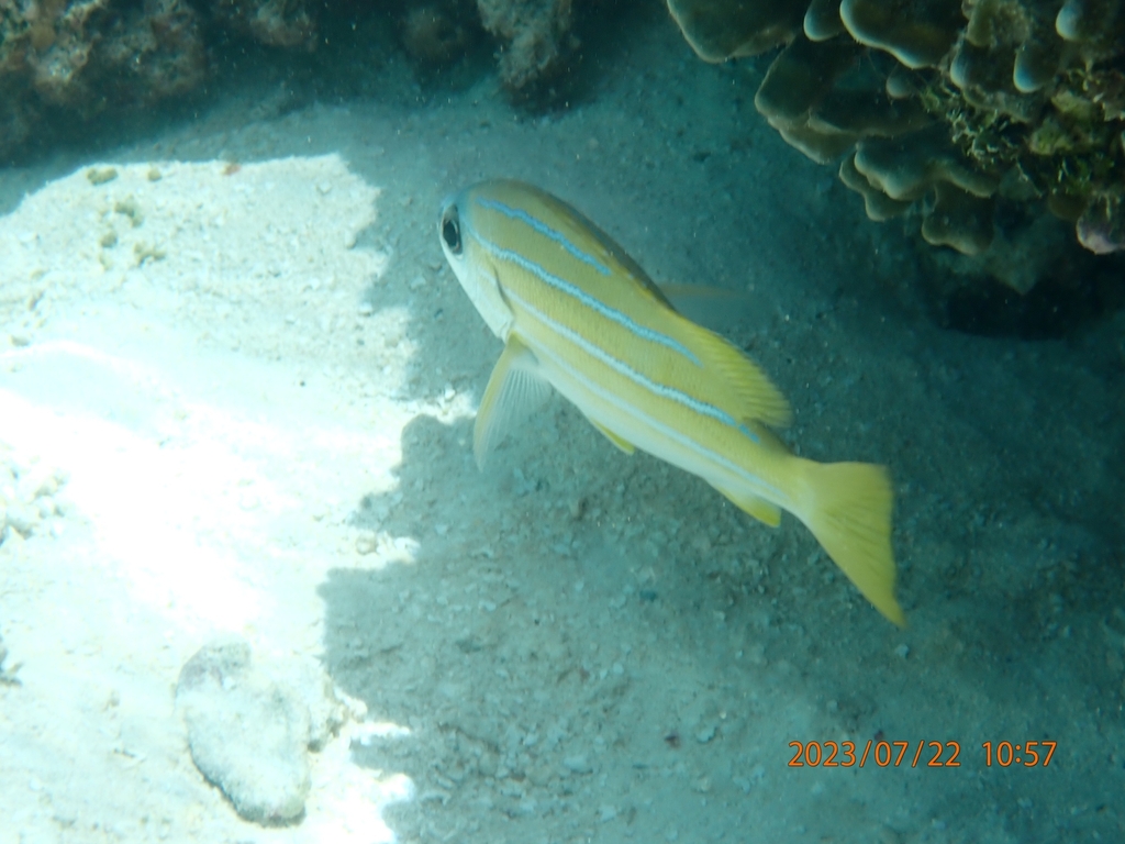 Bluestriped Snapper from Faafu Atoll, Maldives on July 22, 2023 at 10: ...