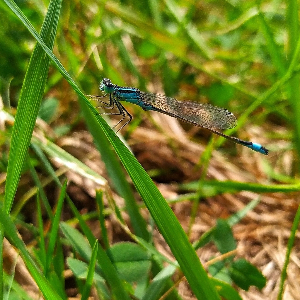 Blue-tailed Damselfly in July 2023 by Benjamin S · iNaturalist
