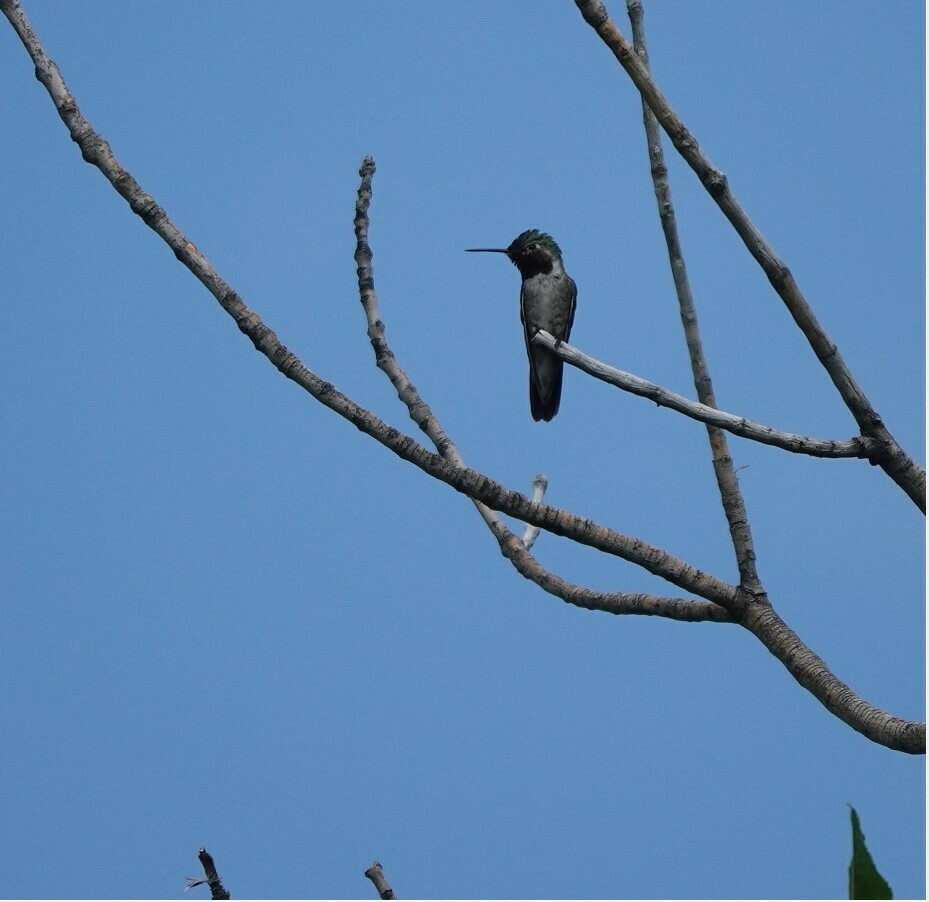 Broad-tailed Hummingbird from Denver Audubon Nature Center on July 19 ...