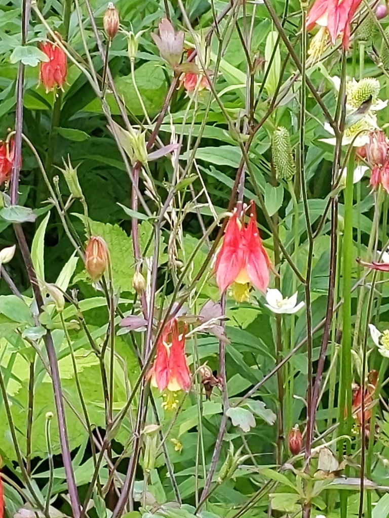 red columbine from Buchanan, VA 24066, USA on July 22, 2023 at 12:10 PM ...