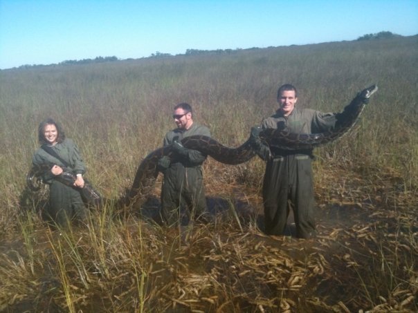 Burmese Python from Miami-Dade County, FL, USA on November 11, 2009 by ...