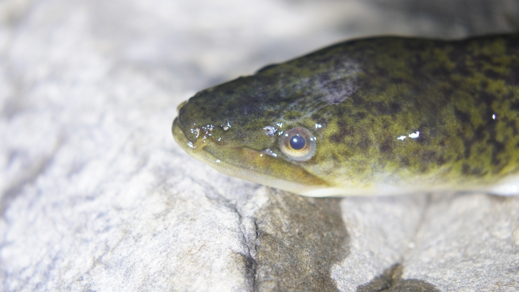 Marbled Eel from 963台灣台東縣太麻里鄉多良村 on July 22, 2023 at 09:23 PM by vasne ...