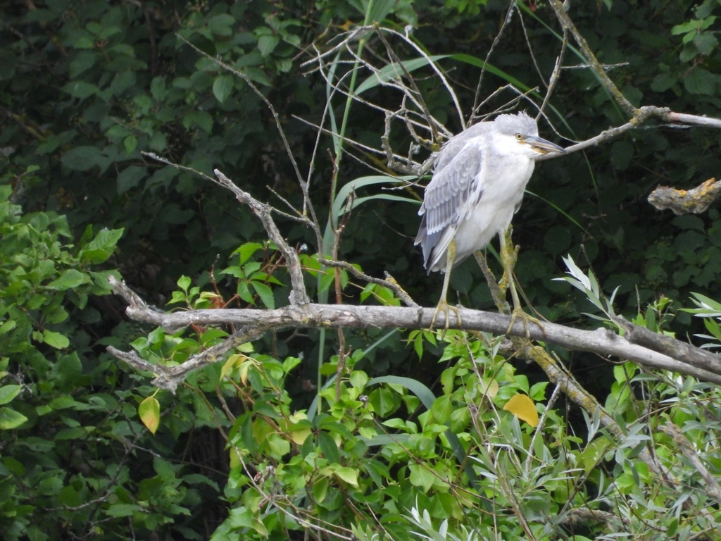 Little Egret × Black-crowned Night Heron (Egretta garzetta × Nycticorax ...