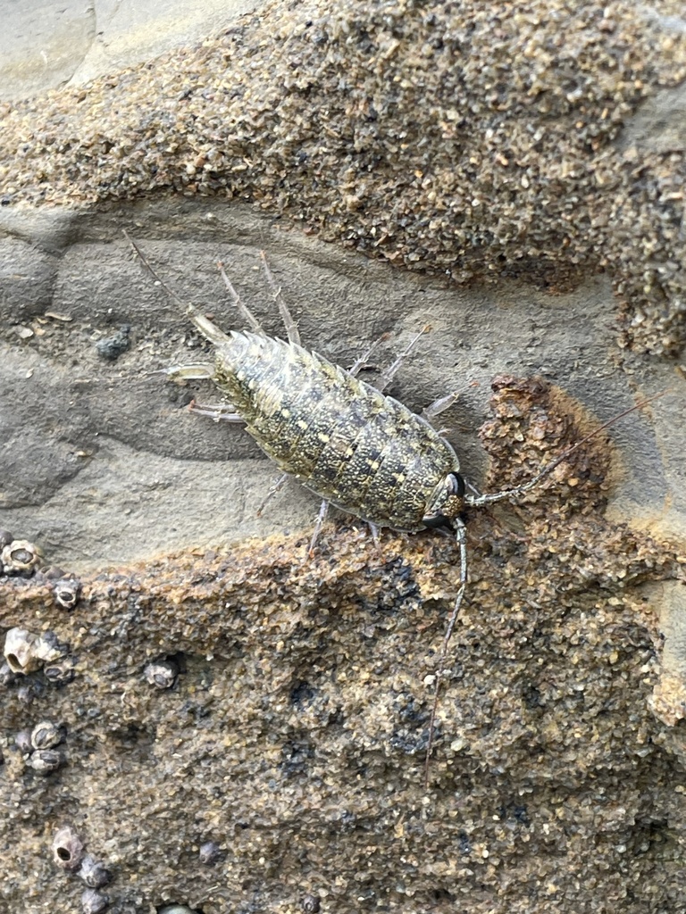 Western Sea Slater from Sunset Cliffs Natural Park, San Diego, CA, US ...