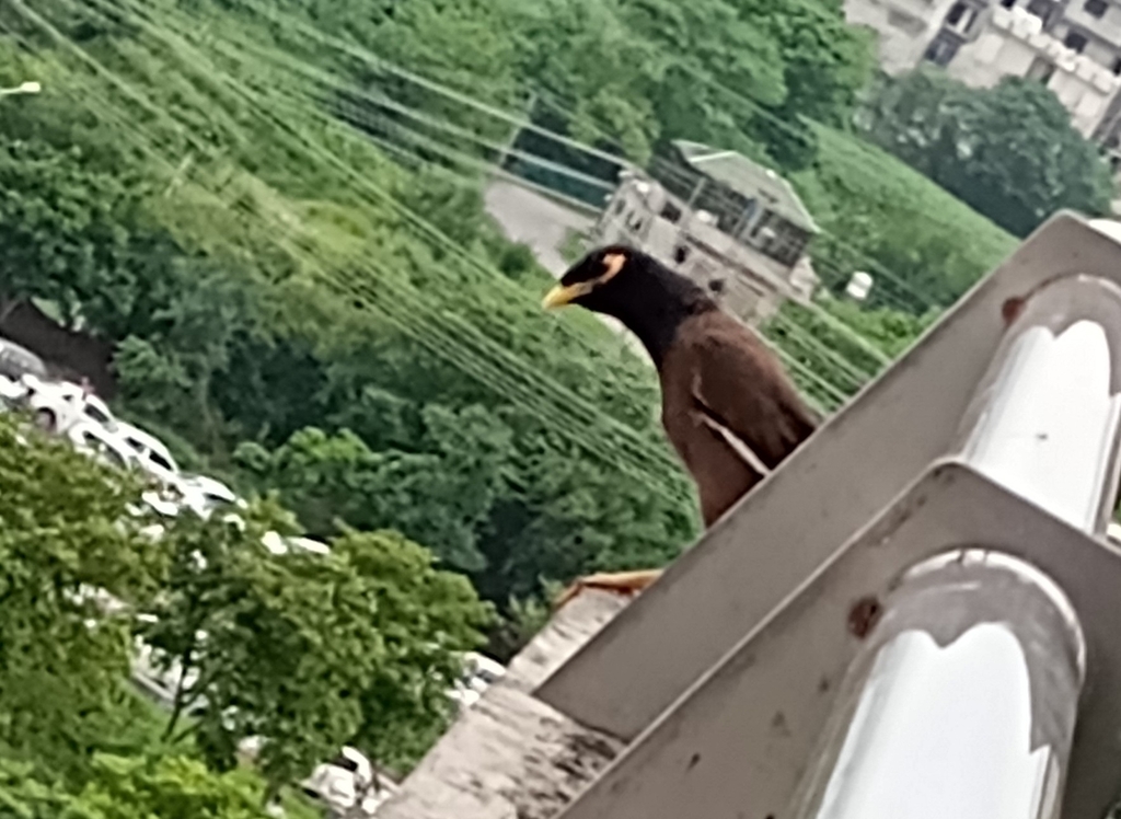 Common Myna from M525+778, Islamabad, Islamabad Capital Territory ...