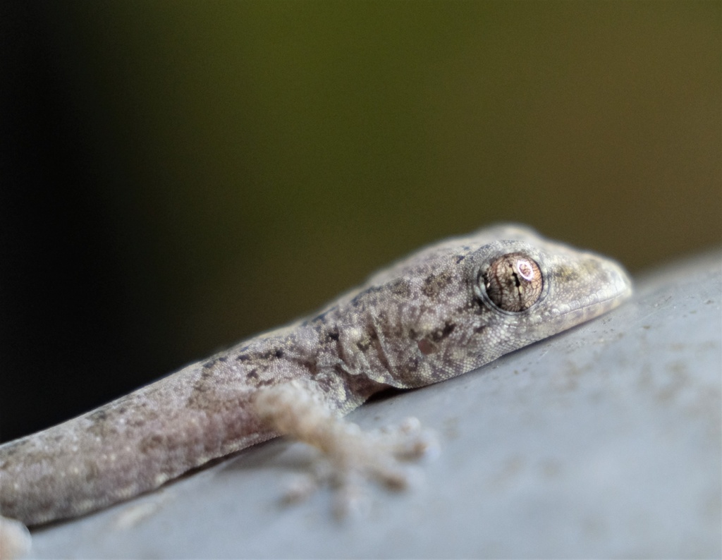Chinese Narrow-disked Gecko from 愉景灣明翠台, 愉景灣, 新界, HK on June 25, 2023 ...