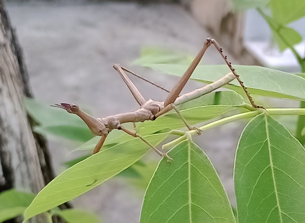 Stiphra cearensis from Fortaleza on March 30, 2023 at 05:27 PM by ...