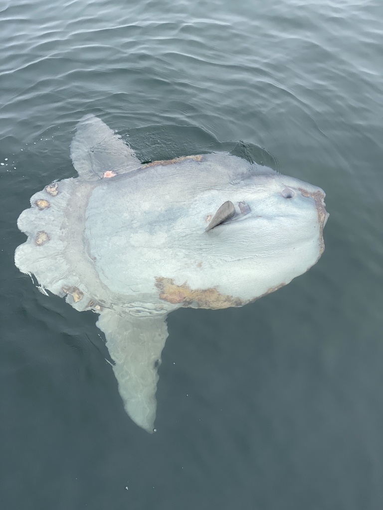 Common Mola from North Atlantic Ocean, Argyle, NS, CA on July 22, 2023 ...
