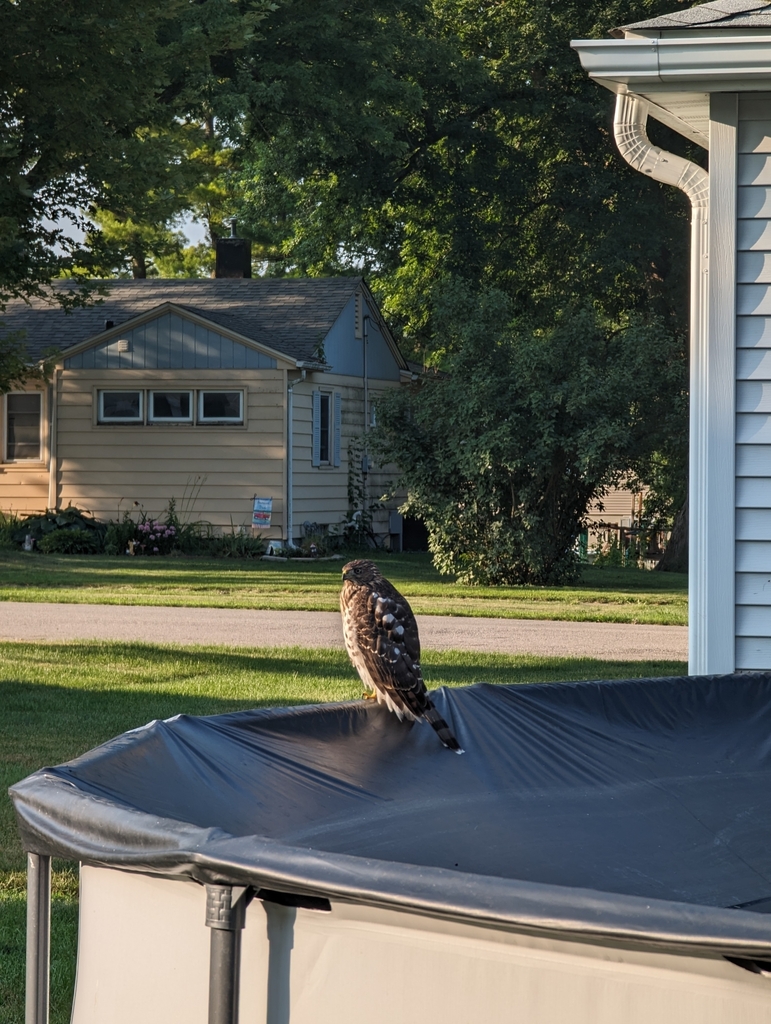 Cooper's Hawk from Orion on July 22, 2023 at 07:24 AM by Nicole Green ...