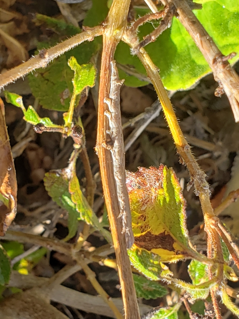 Lantana Stick Moth from Lakewood, CA 90713, USA on June 21, 2022 at 08: ...