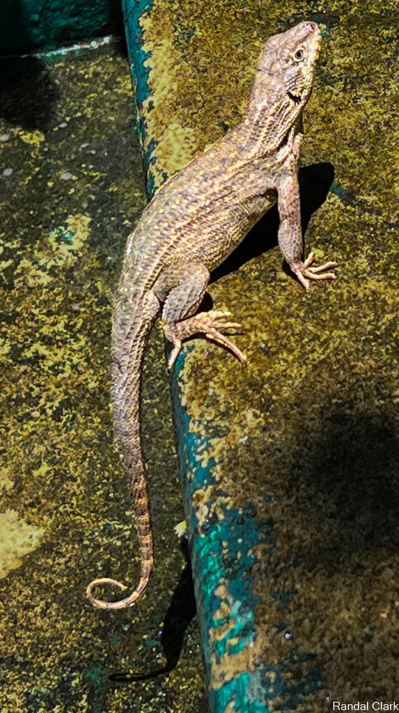 Little Bahama Curly-tailed Lizard from Freeport, The Bahamas on May 28 ...