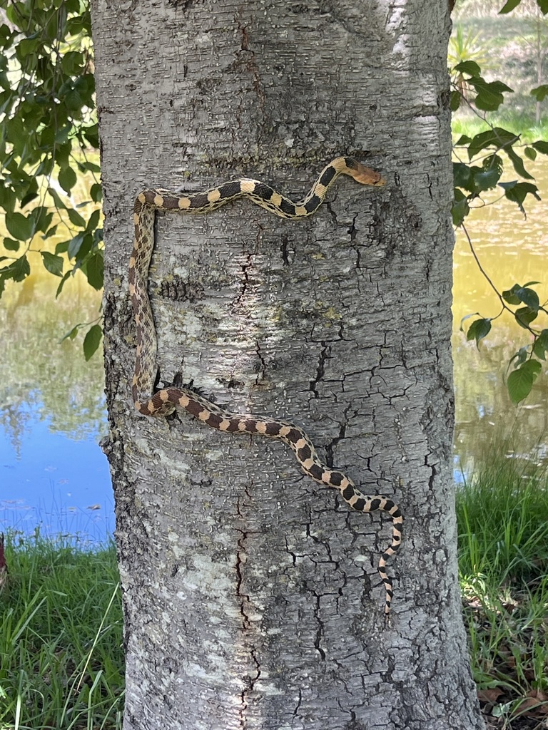 Mexican Bull Snake from Club De Golf, Tequisquiapan, Querétaro, MX on ...