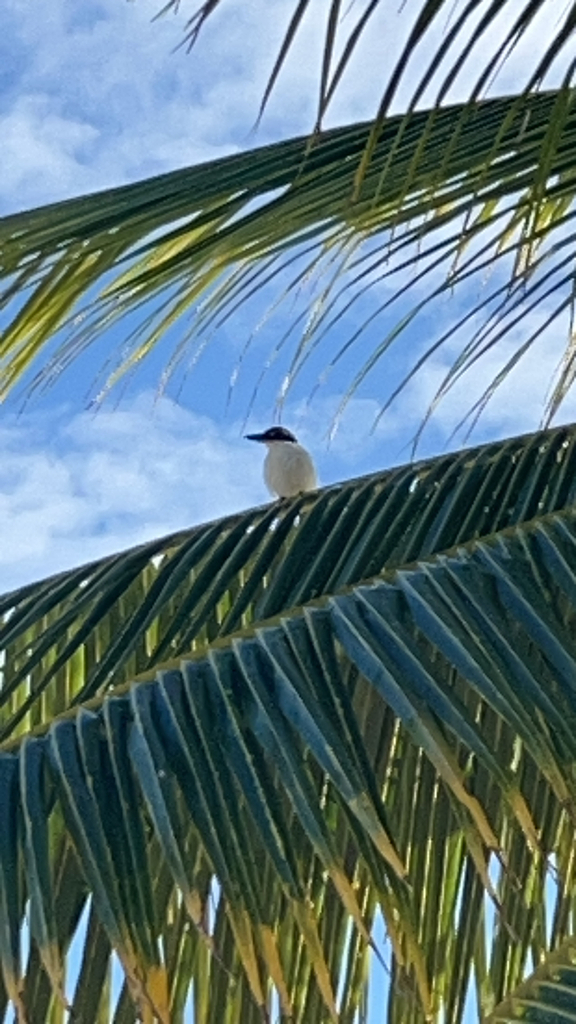 Pacific Kingfisher from Fiji on July 23, 2023 at 08:10 AM by Gil Odgers ...