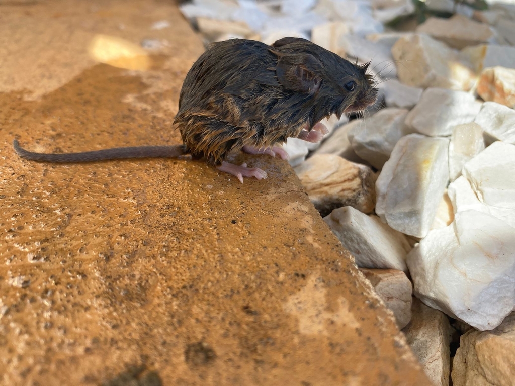 hairy-tailed bolo mouse from Alpinópolis - State of Minas Gerais, 37940 ...