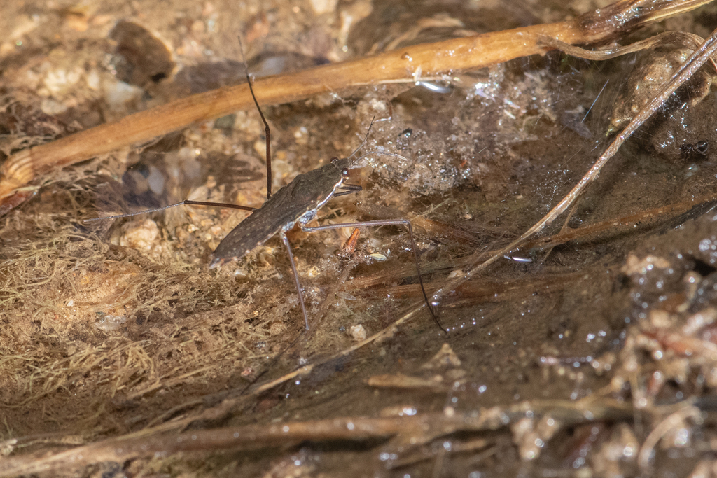 Common Water Strider from Los Angeles County, CA, USA on July 22, 2023 ...