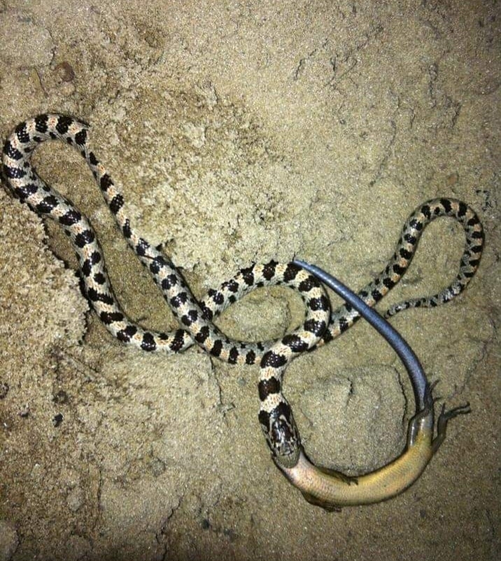 Short-tailed Snake in June 2013 by Mudgie. The story as I remember it ...