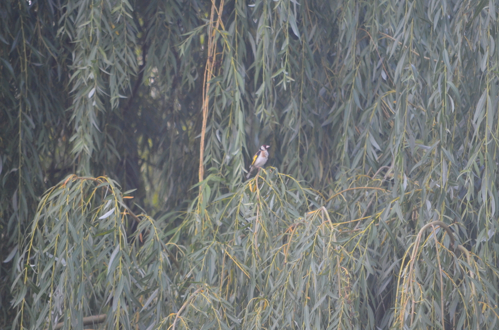 European Goldfinch from Sibiu, Romania on July 9, 2023 at 04:49 PM by ...