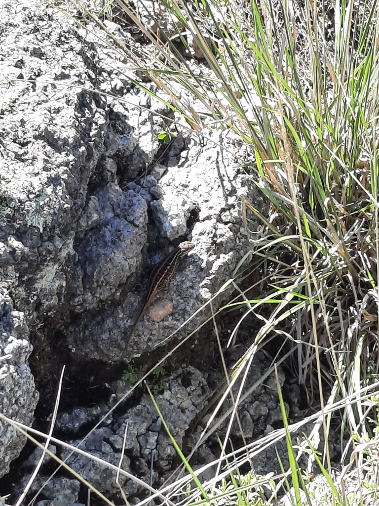 Trans Volcanic Bunchgrass Lizard from 42127 Hgo., México on July 21 ...
