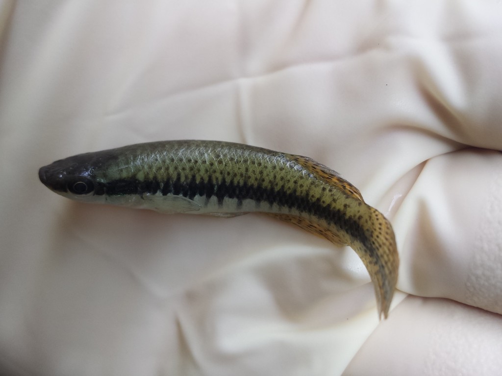 Blackspotted Topminnow