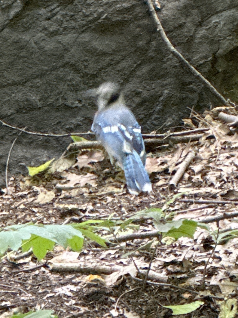 Blue Jay from Central Park, New York, NY, US on July 22, 2023 at 03:14 ...