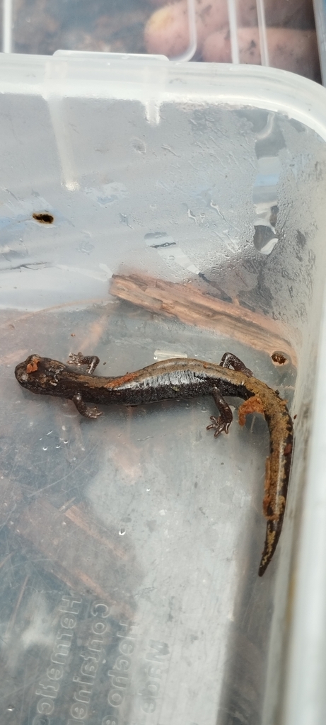 Roberts False Brook Salamander From 51323 Méx México On July 22