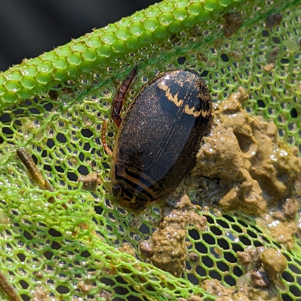 Small Flat Diving Beetles in July 2023 by Matt Wallace · iNaturalist