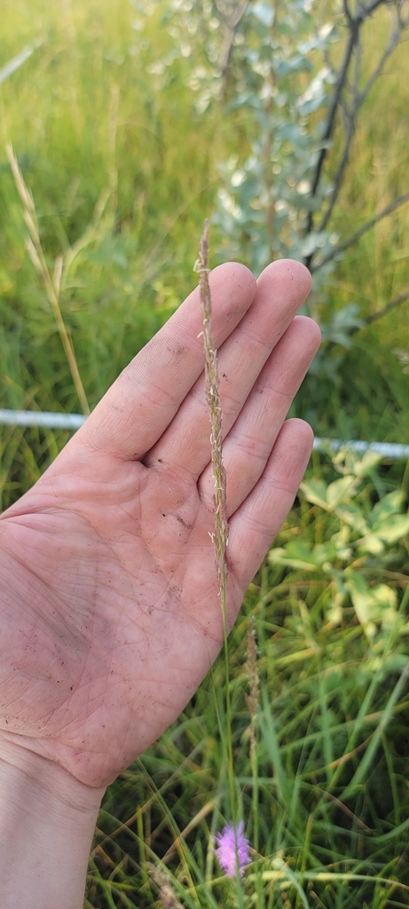 prairie sandreed from Saskatoon, SK S7W 0C2, Canada on July 21, 2023 at ...