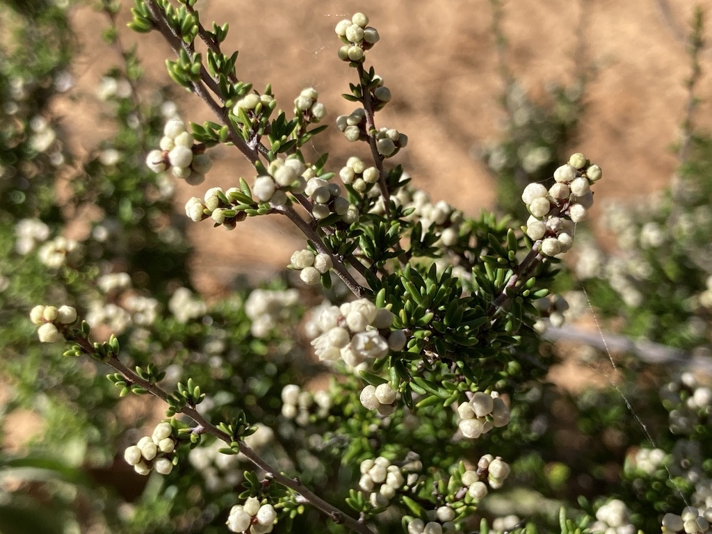 Cryptandra from Ngarkat Conservation Park, Ngarkat, SA, AU on July 17 ...