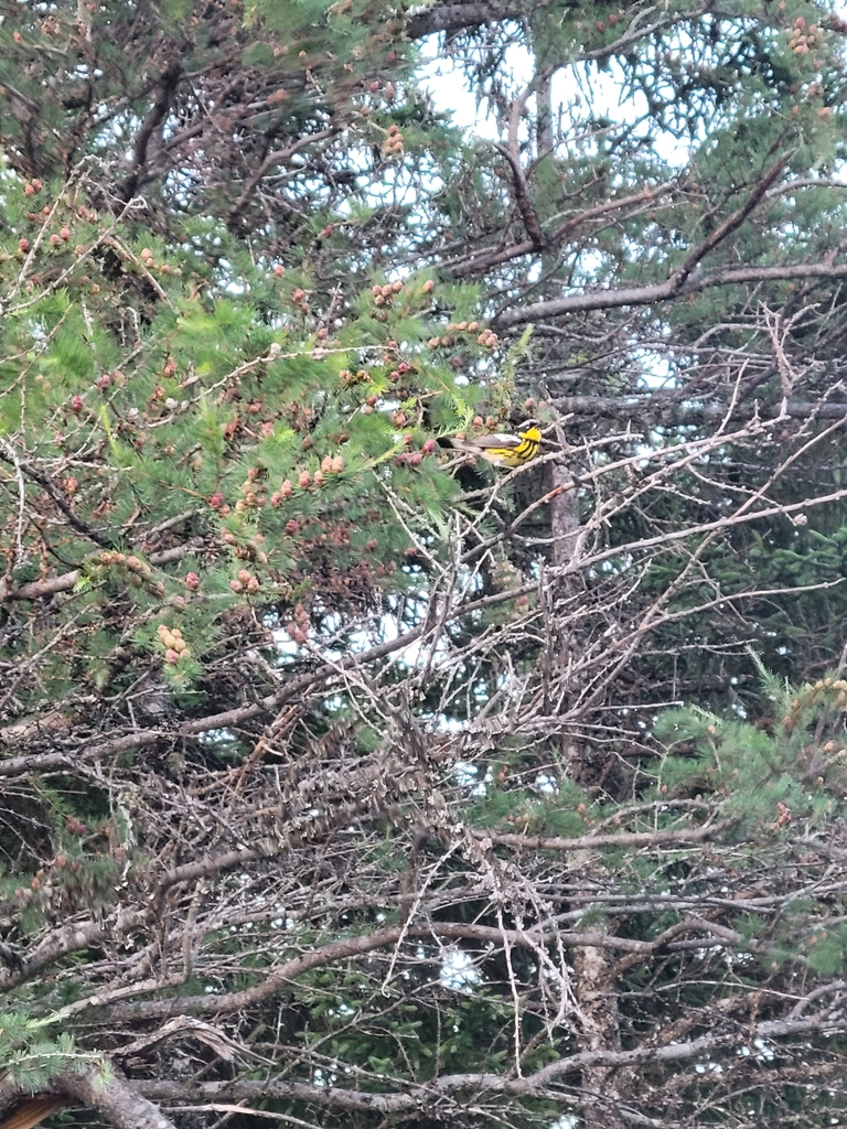 Magnolia Warbler from Sandringham, NL A0G 3Y0, Canada on July 22, 2023 ...