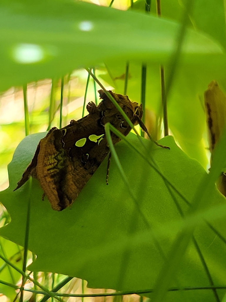 Two-spotted Looper Moth from Clarenville, NL A5A 4C5, Canada on July 22 ...