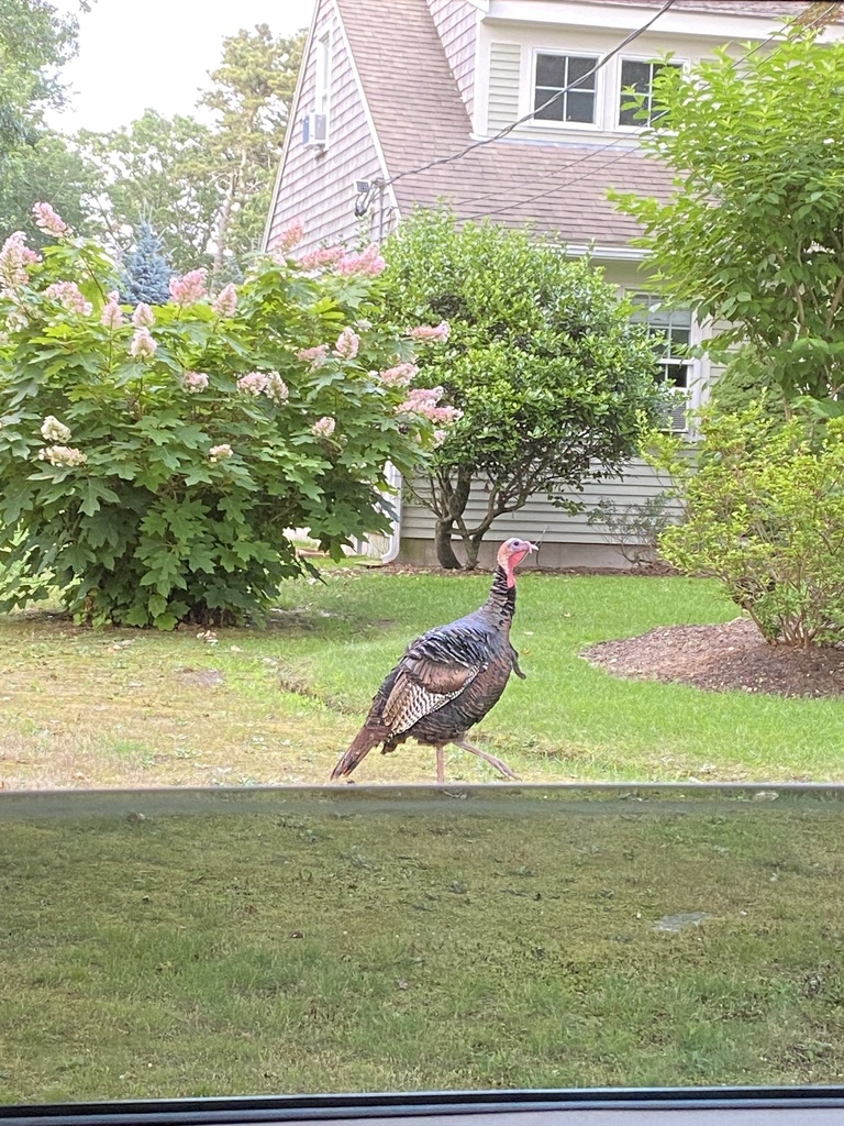 Wild Turkey from Beach Rose Ln, Brewster, MA, US on July 22, 2023 at 07 ...