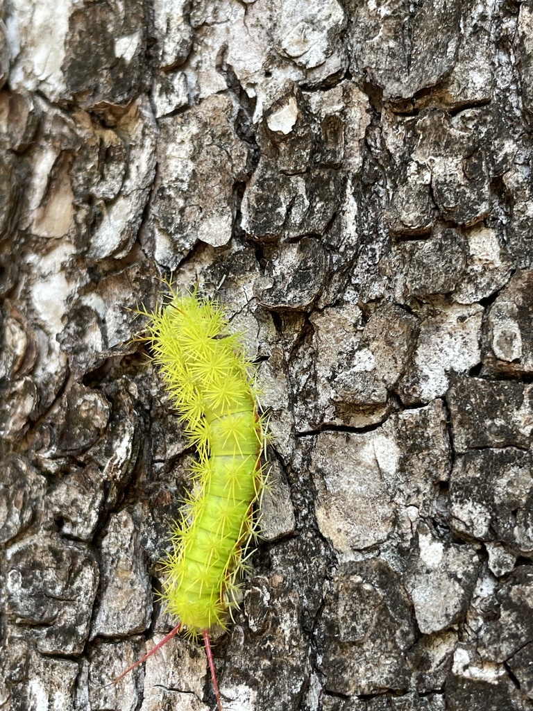 Io Moth from Zona Arqueológica de Cobá, Tulum, Quintana Roo, MX on July ...