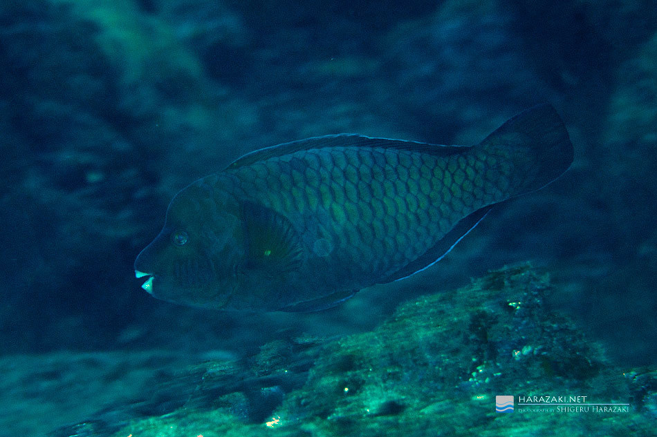 Knothead Parrotfish from 鹿児島県熊毛郡屋久島町一湊 一湊タンク下 on February 22, 2011 at ...