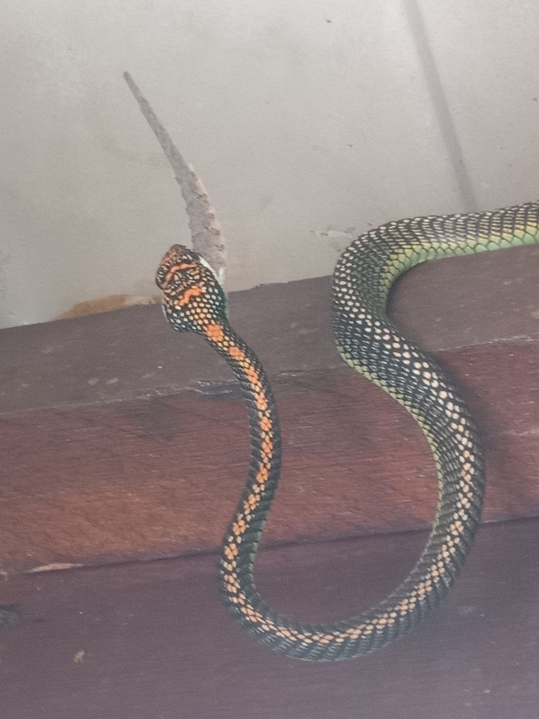 Paradise Flying Snake from Lembah Danum, Jalan Sandakan-Lahad Datu ...