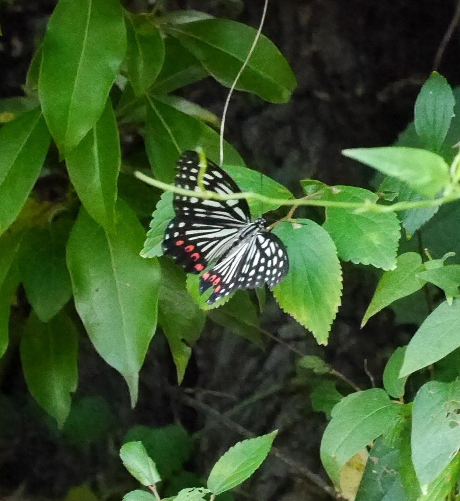 Hestina assimilis assimilis from 151-0051, Japan on July 22, 2023 at 06 ...