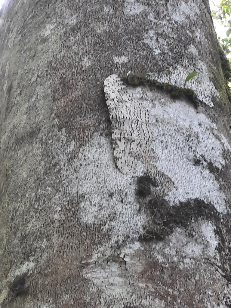 White Witch Moth from San Vito, Provincia de Puntarenas, Coto Brus ...