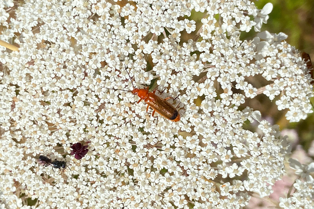 Common Red Soldier Beetle from Oak Harbor, WA 98277, USA on July 22 ...