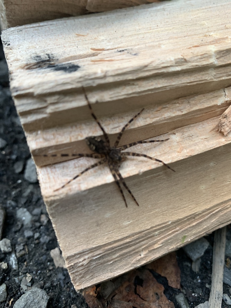 Dark Fishing Spider from Bear Run, Dunbar, PA, US on July 22, 2023 at ...